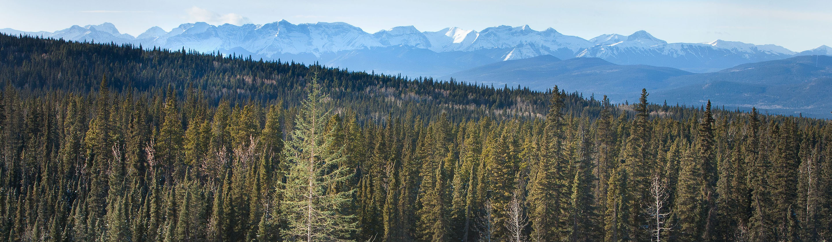 Caribou Habitat Restoration | Canadian Conservation and Land Management ...