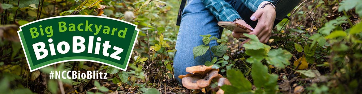 Big Backyard BioBlitz | Canadian Conservation and Land Management (CCLM ...