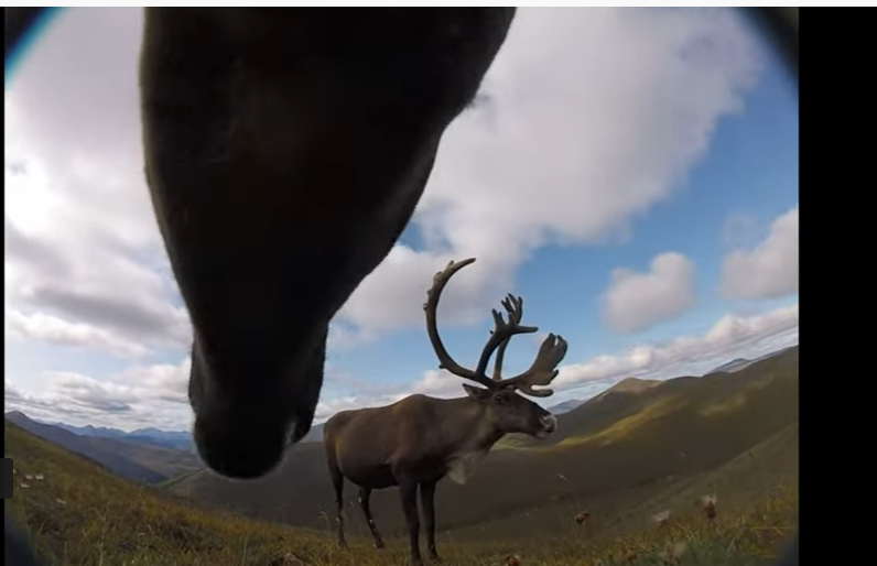 Video - Fortymile Caribou Herd: Footage From Caribou Collars | Canadian ...