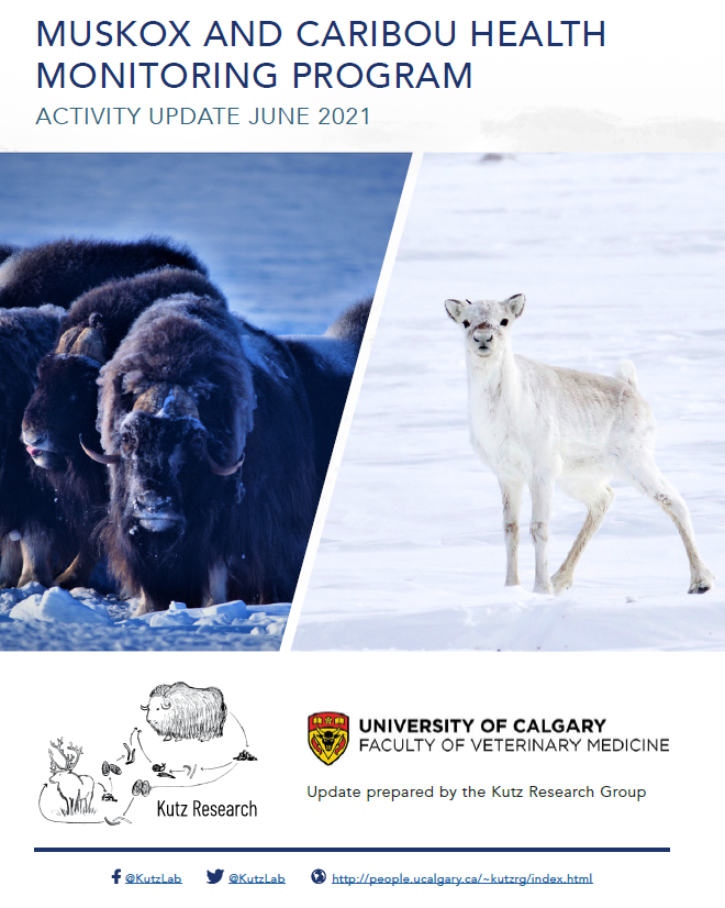 Muskox and Caribou Health Monitoring Program - Activity Update June ...