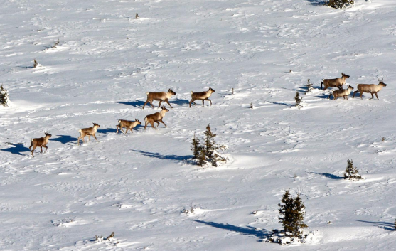Boreal Caribou Protection and Recovery Plan | Canadian Conservation and ...