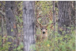 WildCAM Webinar: An Approachable Overview of Camera Trap Density Models ...