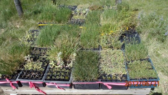 Evaluating the Revegetation Success of Foothills Fescue Grassland ...