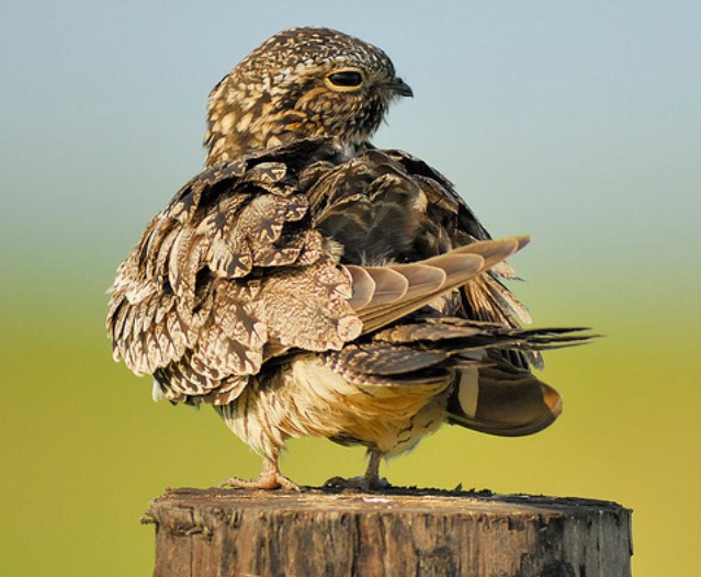 Habitat Selection at Different Scales for a Declining Aerial ...