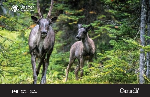 Jasper National Park's Caribou Recovery Program | Canadian Conservation ...