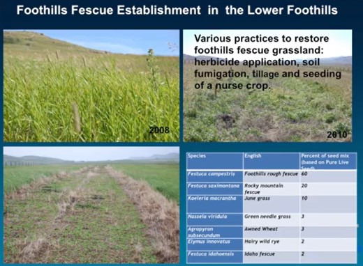 Video - Revegetation Success of Foothills Fescue Grassland (2014 ...