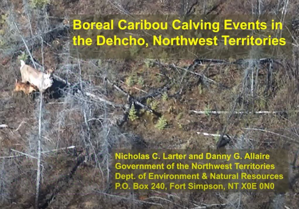 Video - Boreal Caribou Calving Events in the Dehcho, Northwest ...
