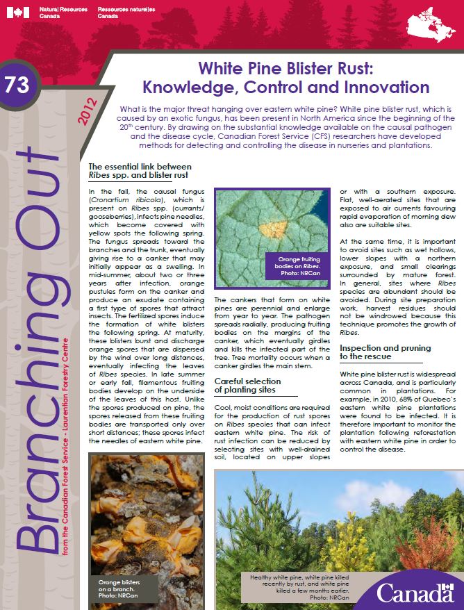 White Pine Blister Rust: Knowledge, Control and Innovation | Canadian ...