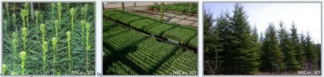 Webinar - Applied Tree Breeding: Planting the Right Tree at the Right ...