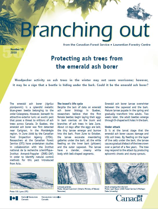 Protecting Ash Trees from the Emerald Ash Borer | Canadian Conservation ...