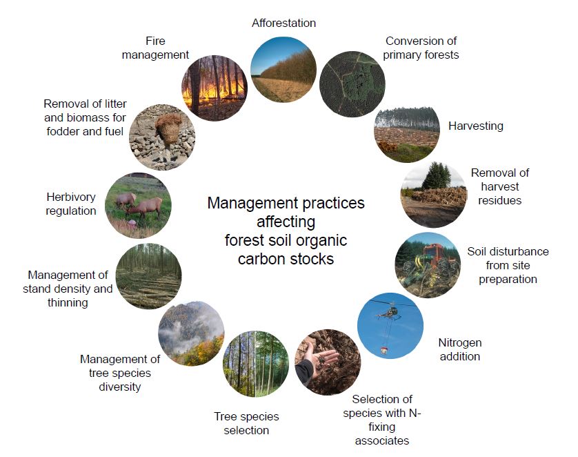 Influence of Forest Management Activities on Soil Organic Carbon Stocks ...