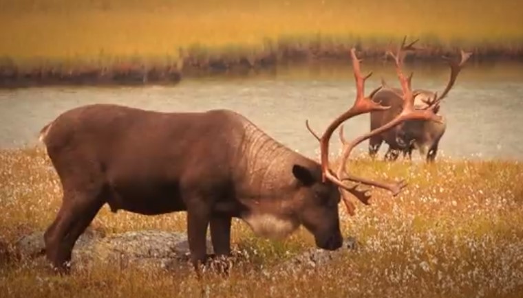 Video - Caribou Conservation Project | Canadian Conservation and Land ...