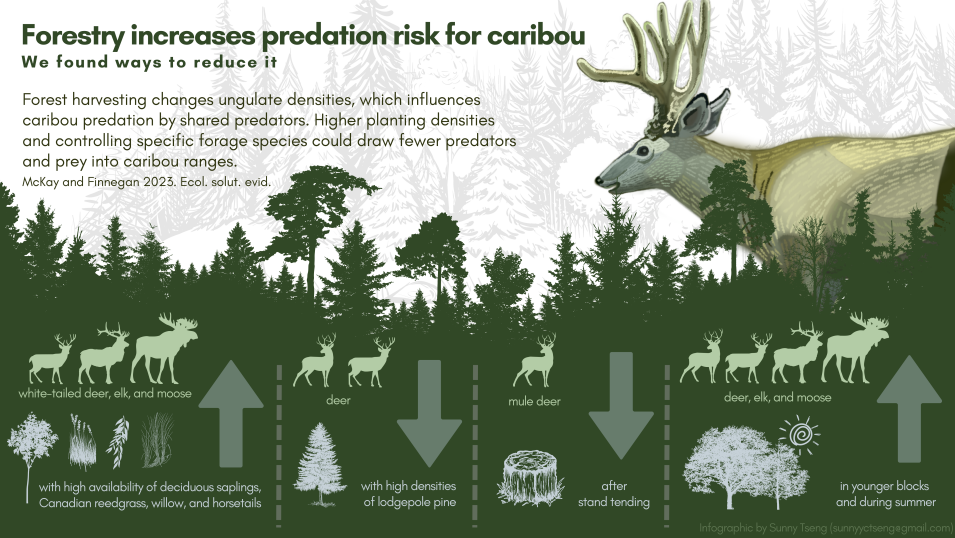 Forestry Increases Predation Risk for Caribou | Canadian Conservation ...