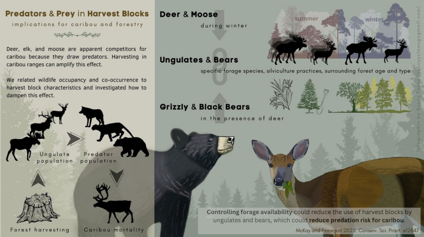 Predator and Prey in Harvest Blocks: Implications for Caribou and ...