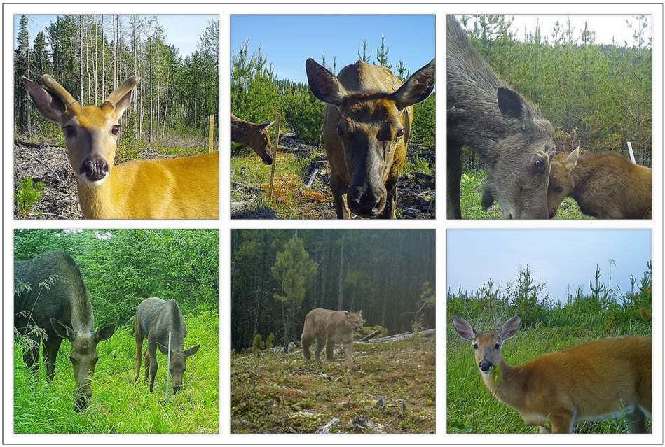 Ungulate Occurrence in Forest Harvest Blocks is Influenced by Forage ...