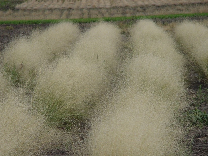 Fact Sheet - Indian Rice Grass | Canadian Conservation and Land ...