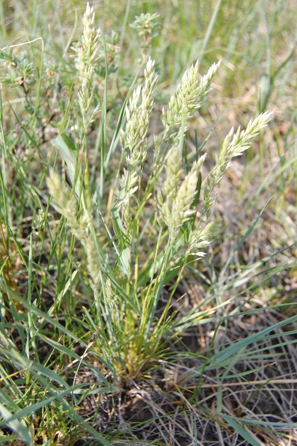 Fact Sheet - June Grass | Canadian Conservation and Land Management ...