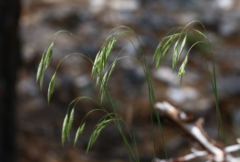 Fact Sheet - Nodding Brome Grass | Canadian Conservation and Land ...
