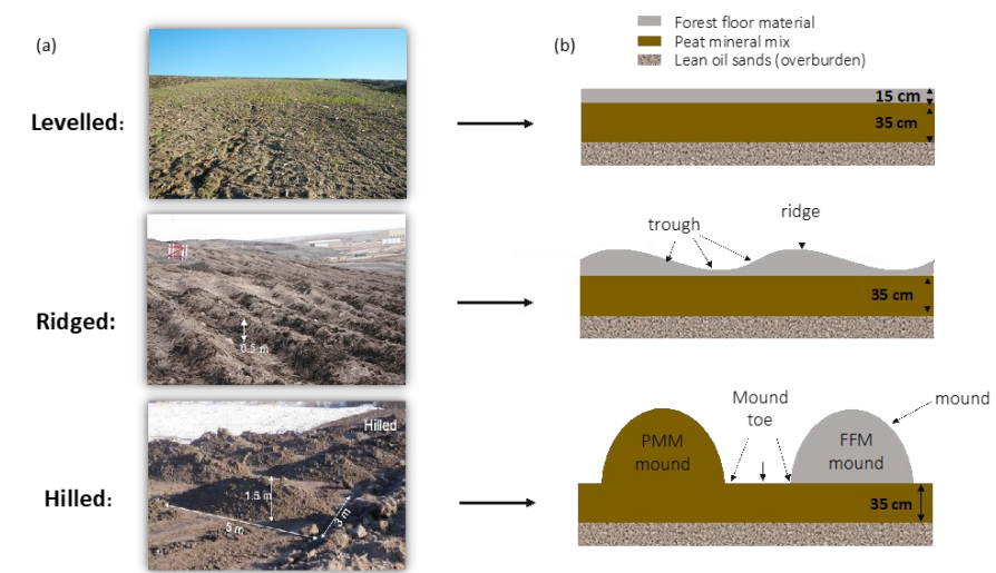 The Role of Microtopography in Vegetation Colonization and Early Forest ...