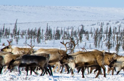 Community KnowledgeKeeper | Canadian Conservation and Land Management ...