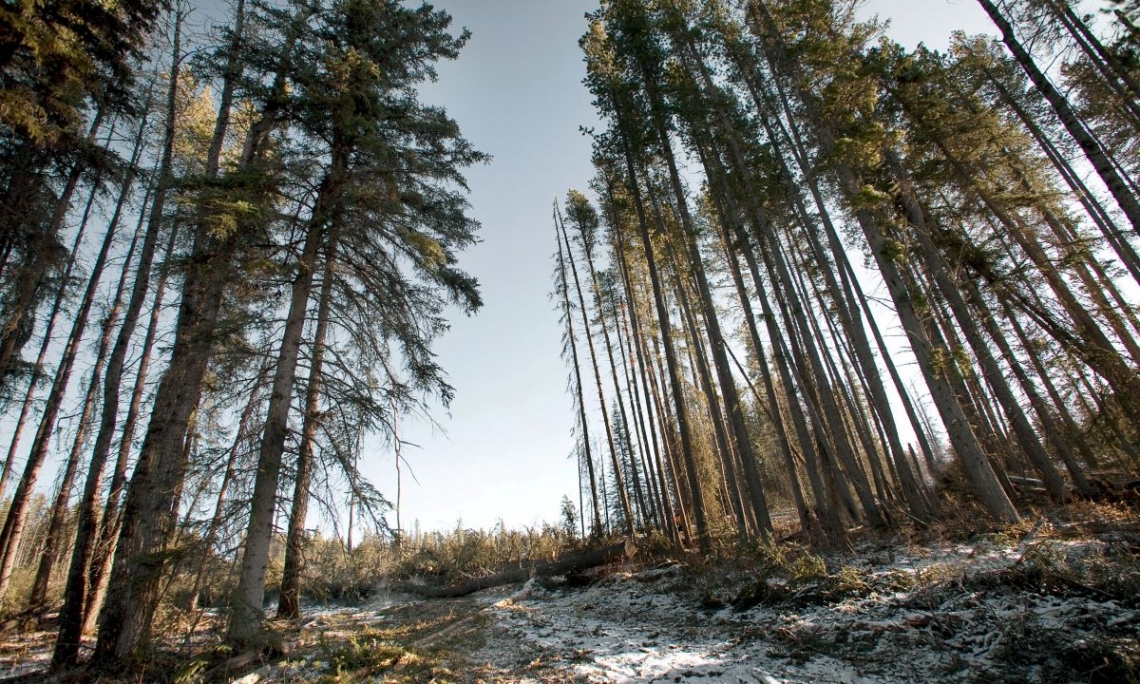 Landscape Treatment Process Flowchart: Landscape | Canadian ...