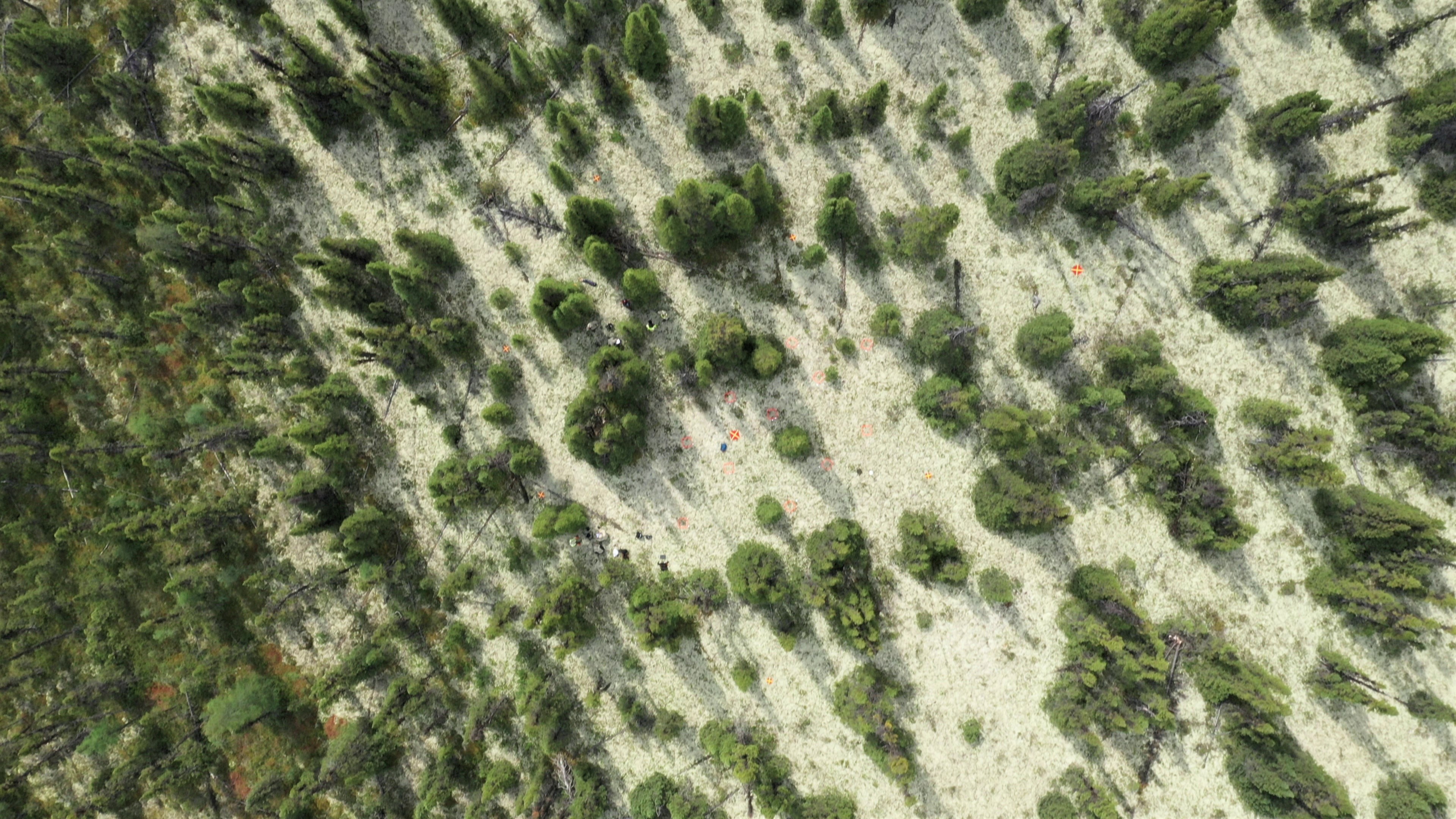 Summary of Lichen Field Work from Quebec to Labrador | Canadian ...