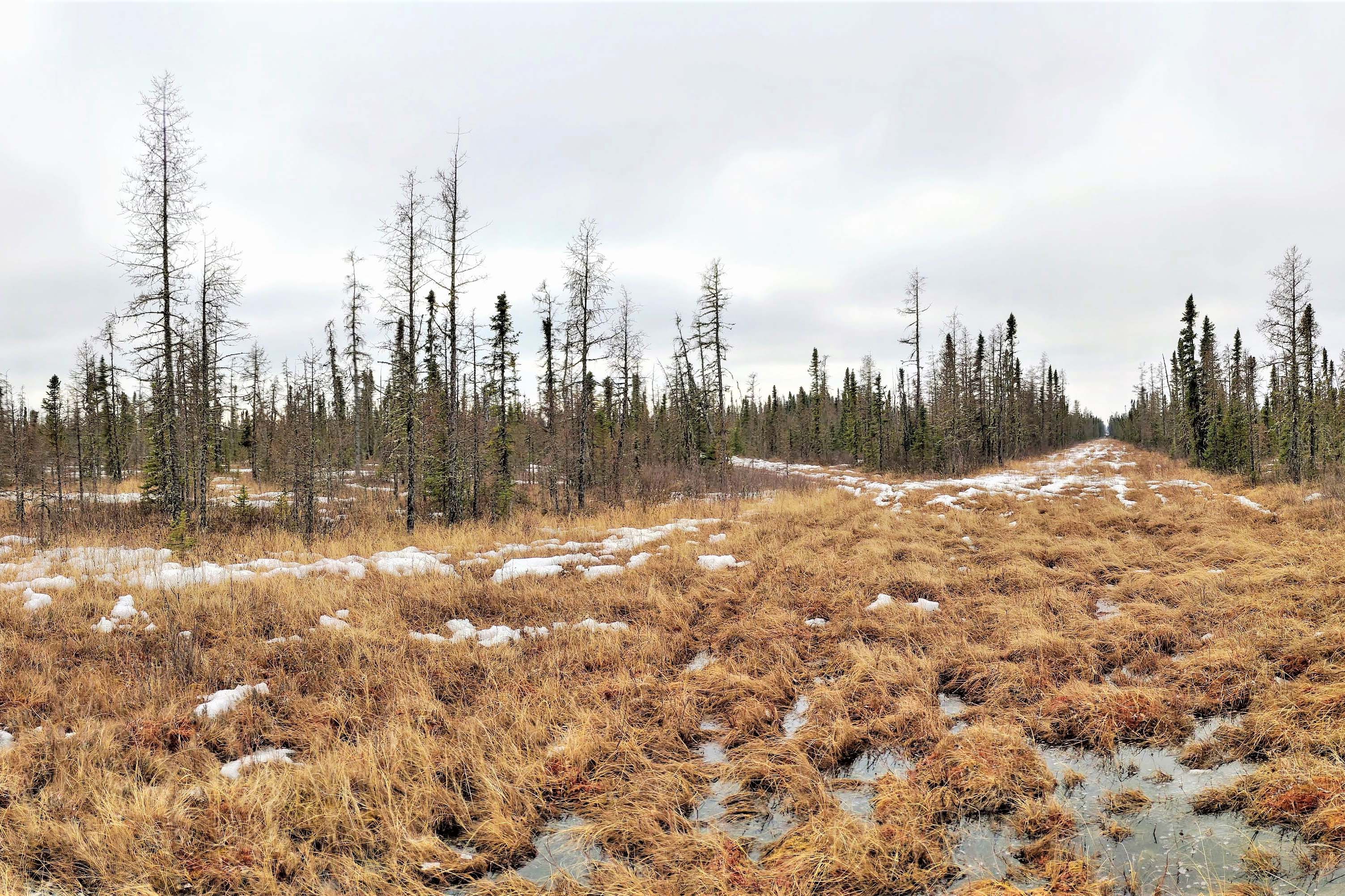 Hummock Transfer Technique (HTT) for Reclamation of Temporary Access ...